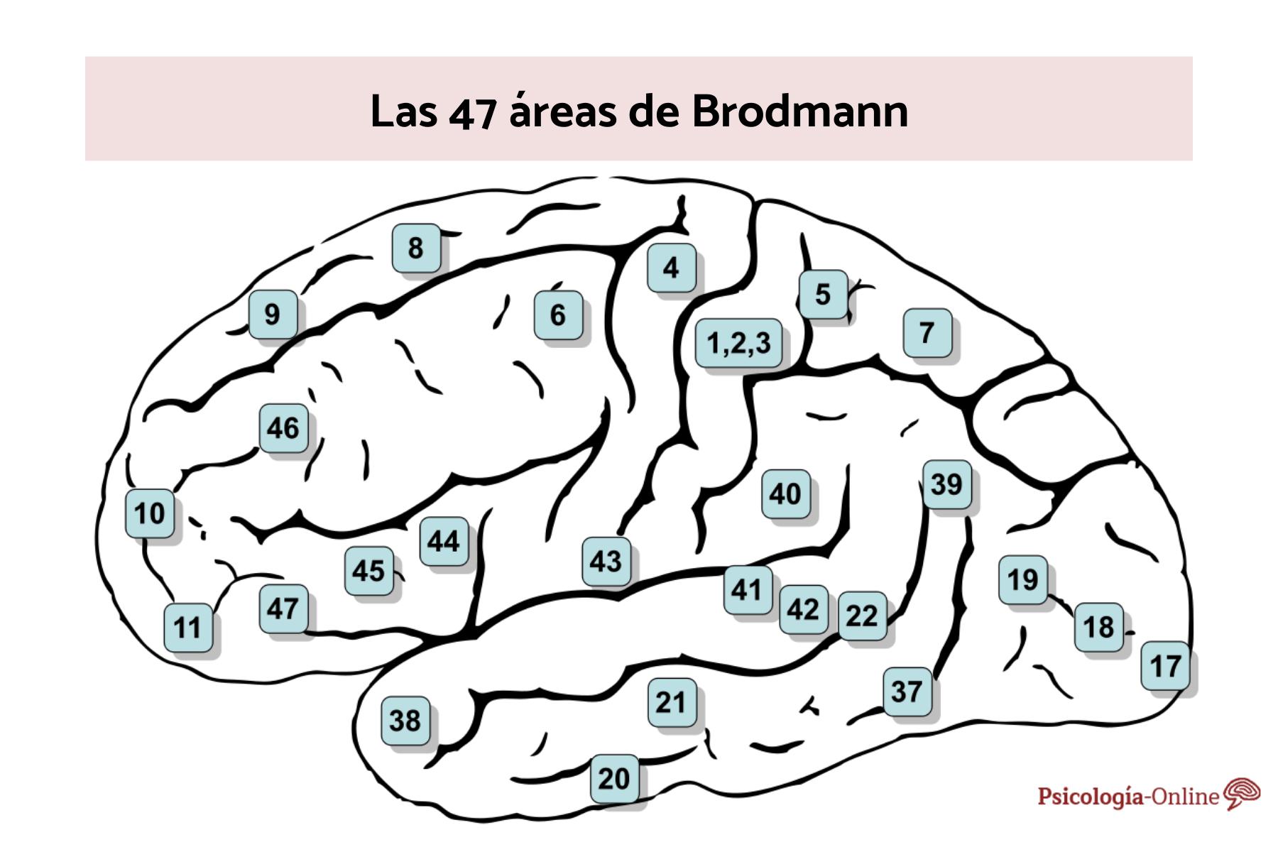 Las 47 áreas de Brodmann: nombres y funciones - Imagen completa