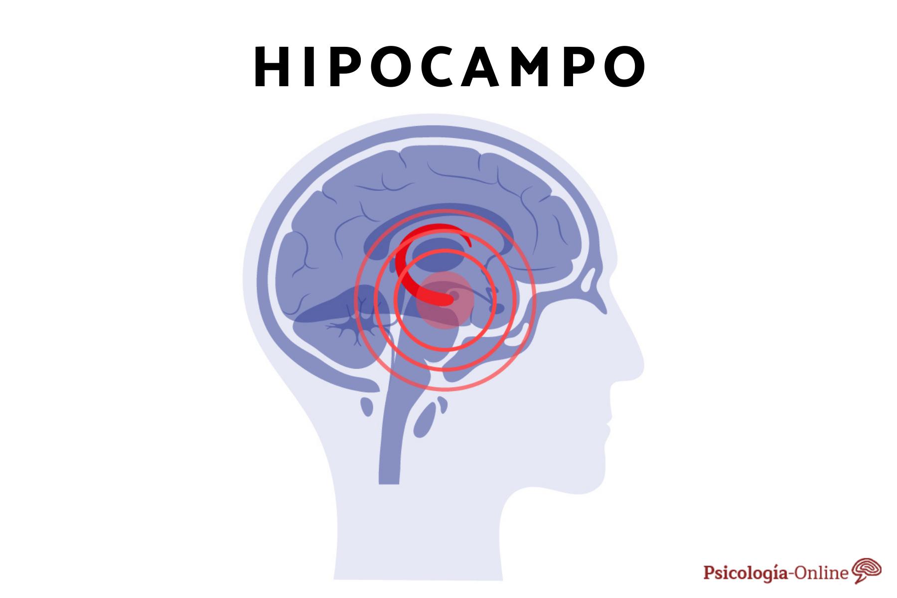 Qué es el hipocampo y cuál es su función - Localización y enfermedades