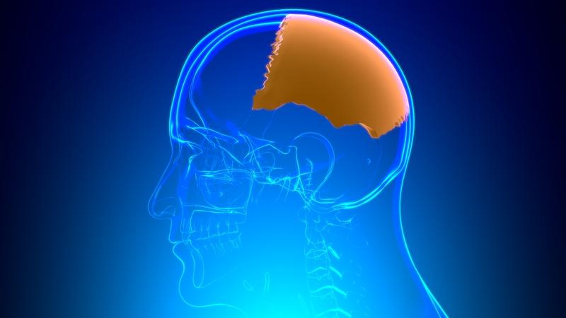 Lóbulo parietal: función, partes, características y lesiones