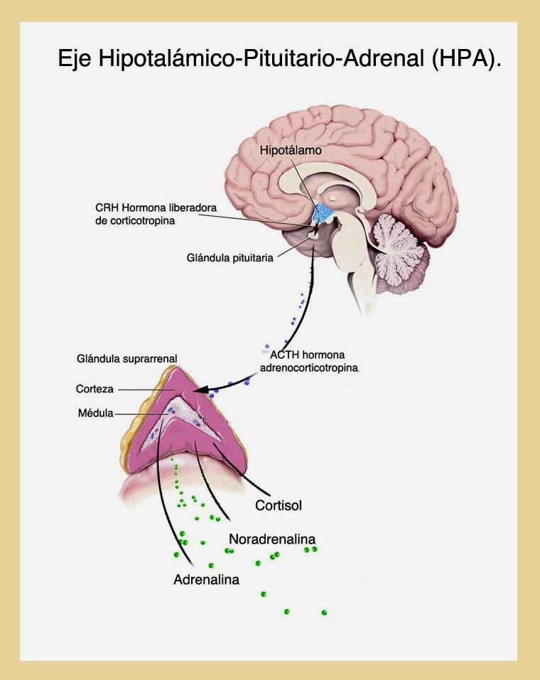 Cómo afecta el estrés al sistema nervioso - Explicación Biológica