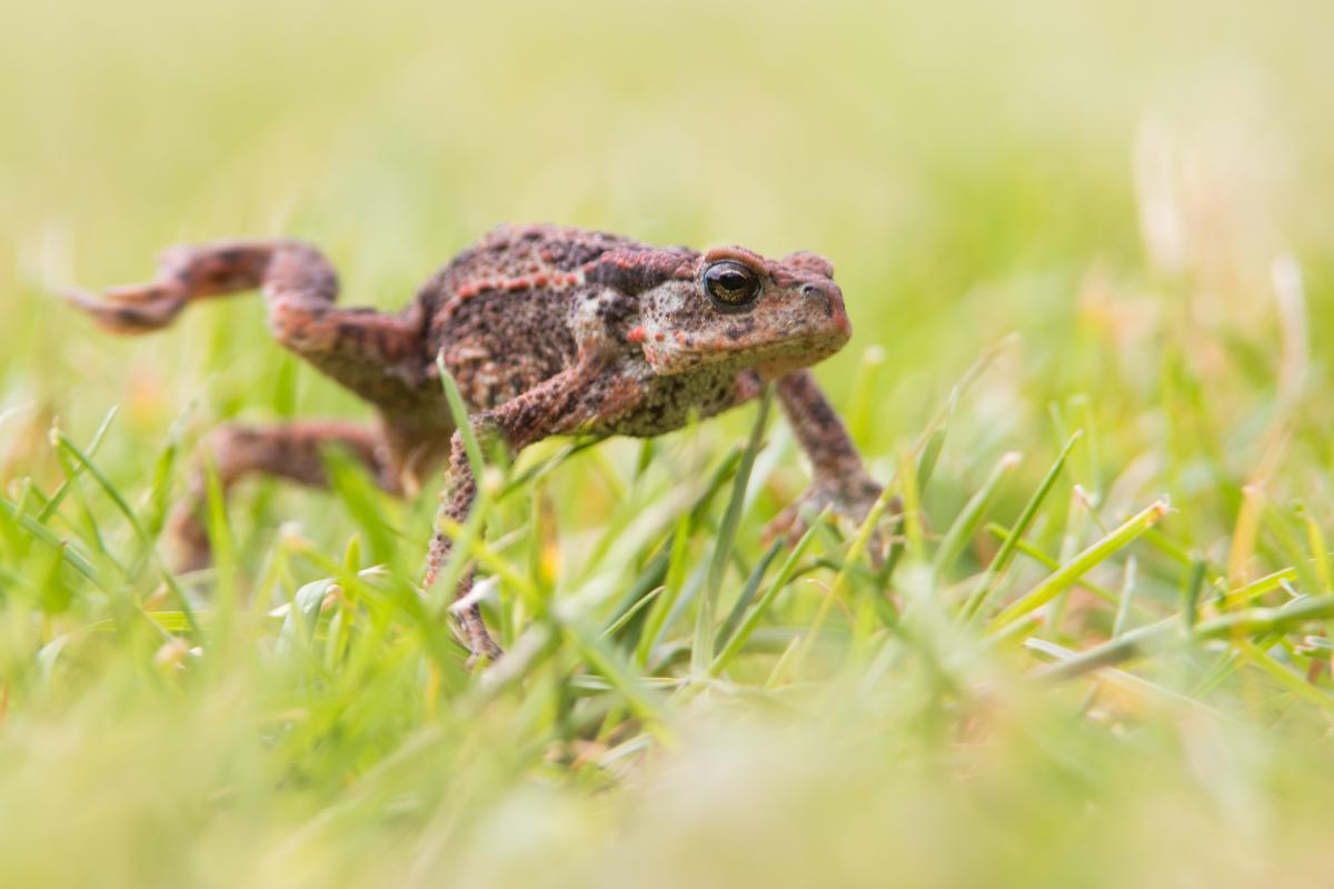 Qué significa soñar con sapos - Interpretación de los sueños