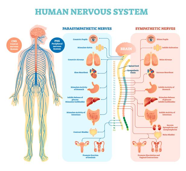 Sistema nervioso simpático y parasimpático: diferencias y funciones ...