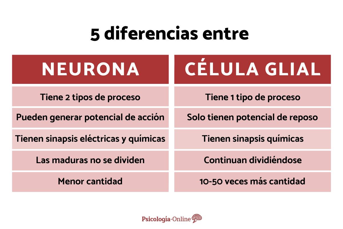 CÉLULAS GLIALES: qué son, tipos y funciones