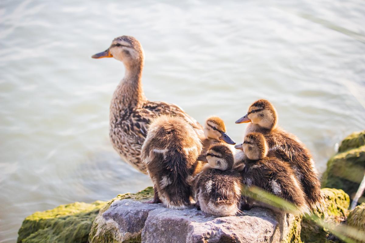 ¿Qué significa soñar con patos?: 8 significados