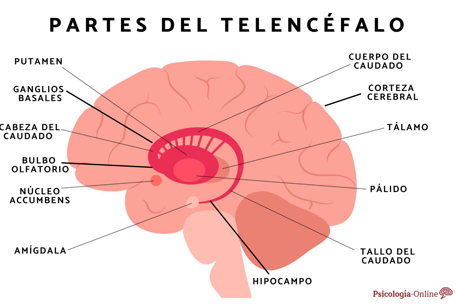 TelencÉfalo Qué Es Partes Y Funciones ¡los Mejores Apuntes Con