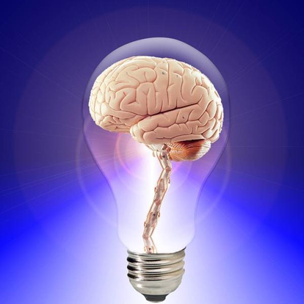 Que Es El Cerebro
