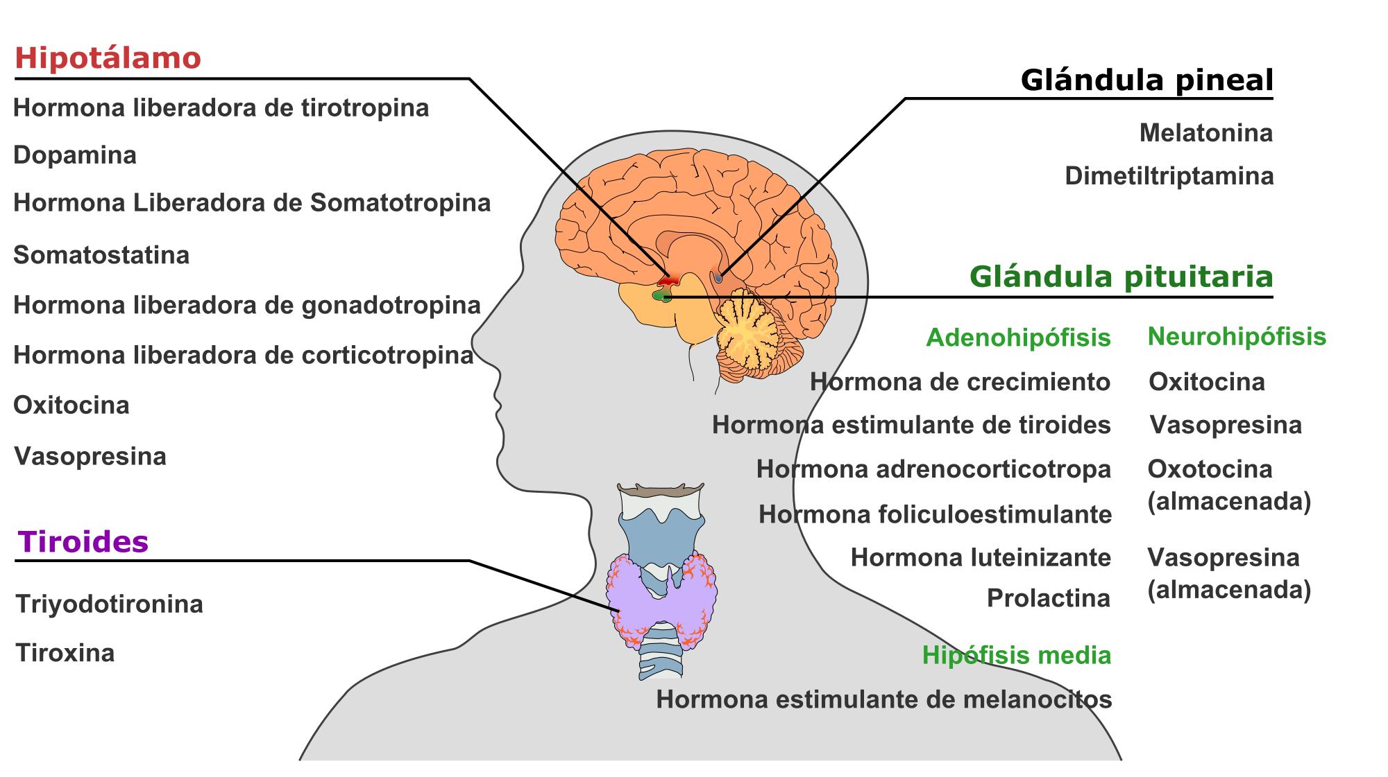 Qué Es La GlÁndula Pituitaria Y Su Función