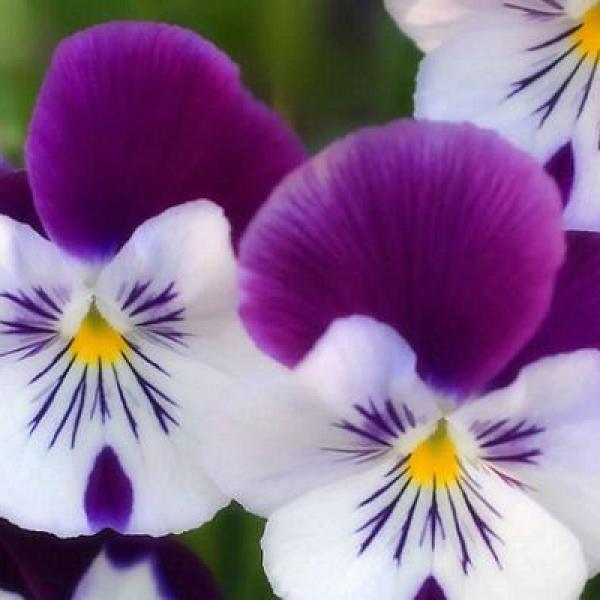 Piensa Antes De Hablar