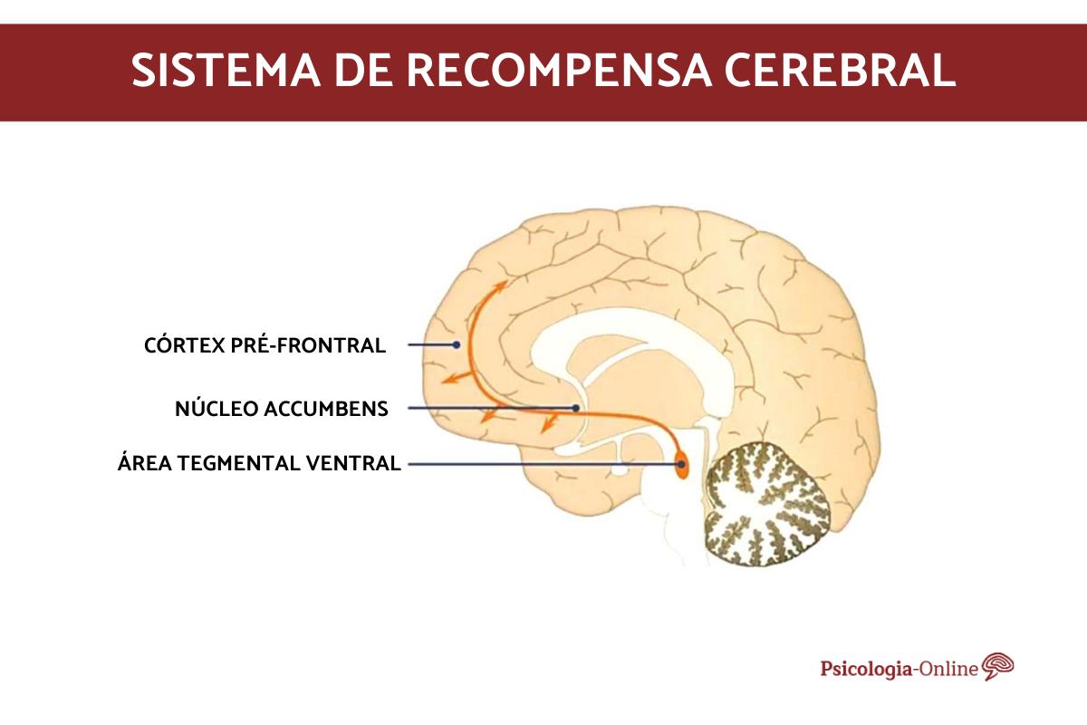 Sistema de recompensa cerebral: o que é e como funciona