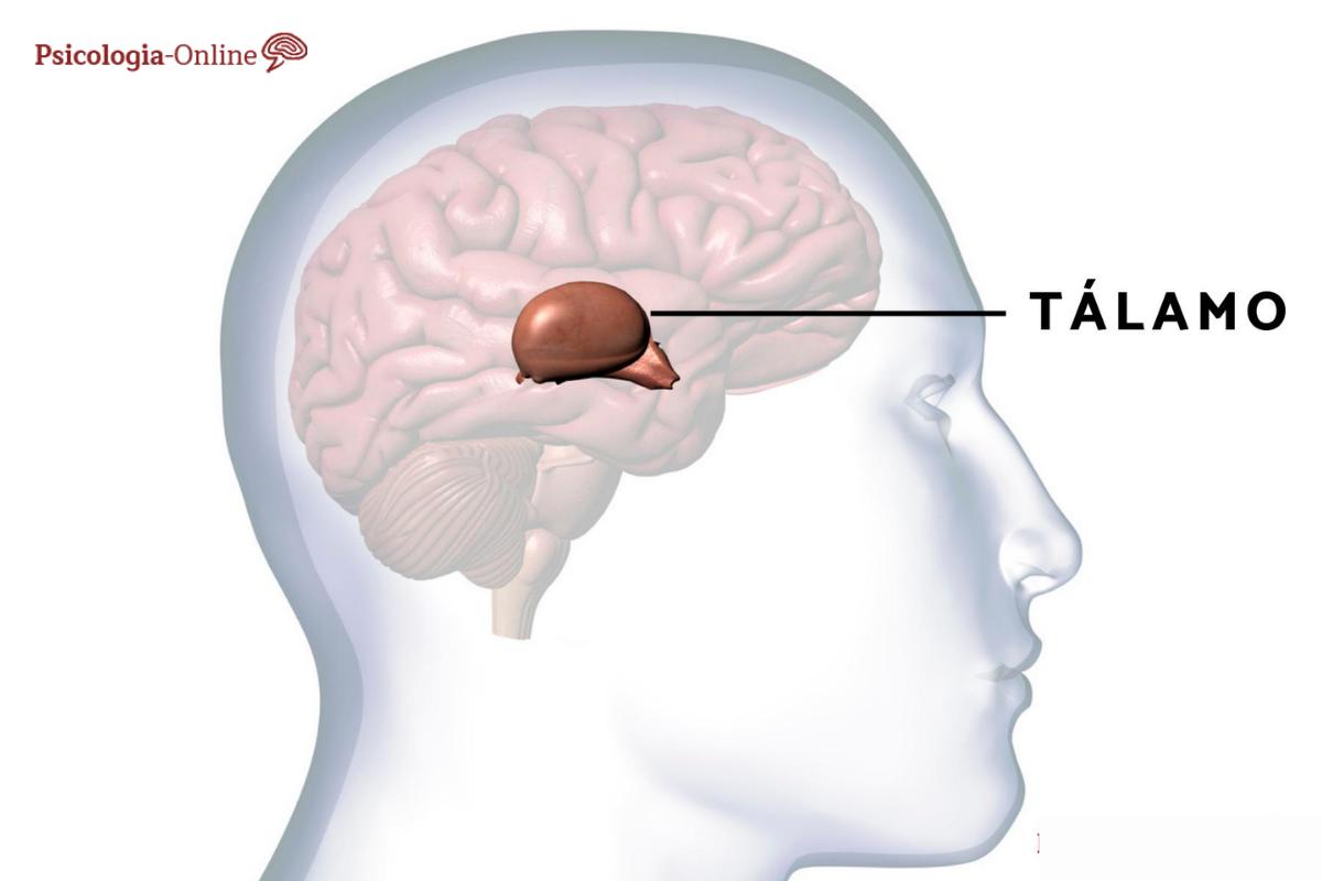 Funções do TÁLAMO e onde está localizado – Com imagens