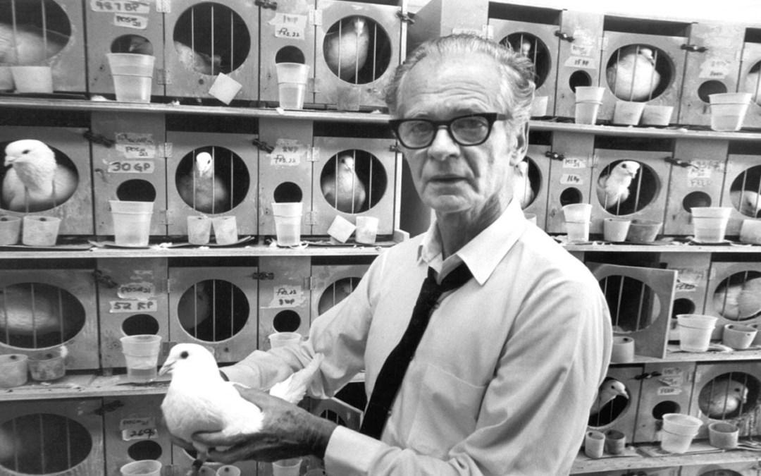 Teoria de Skinner: behaviorismo e condicionamento operante