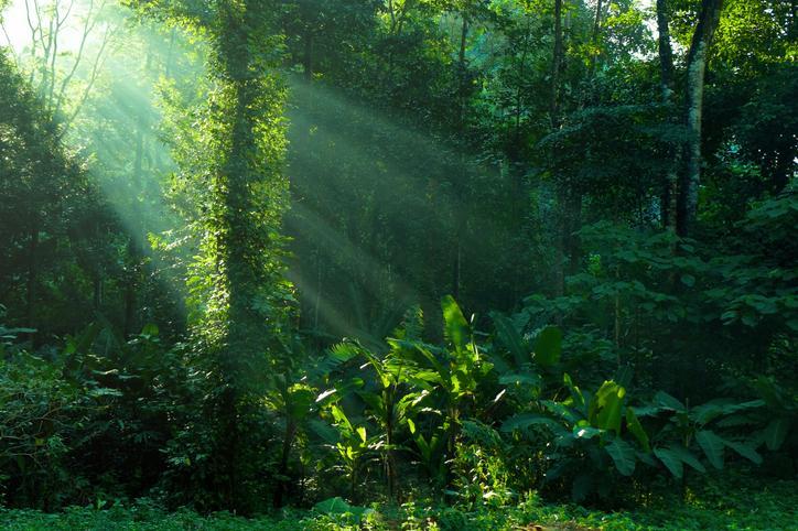 Inteligência NATURALISTA: O que é, Exemplos e Atividades