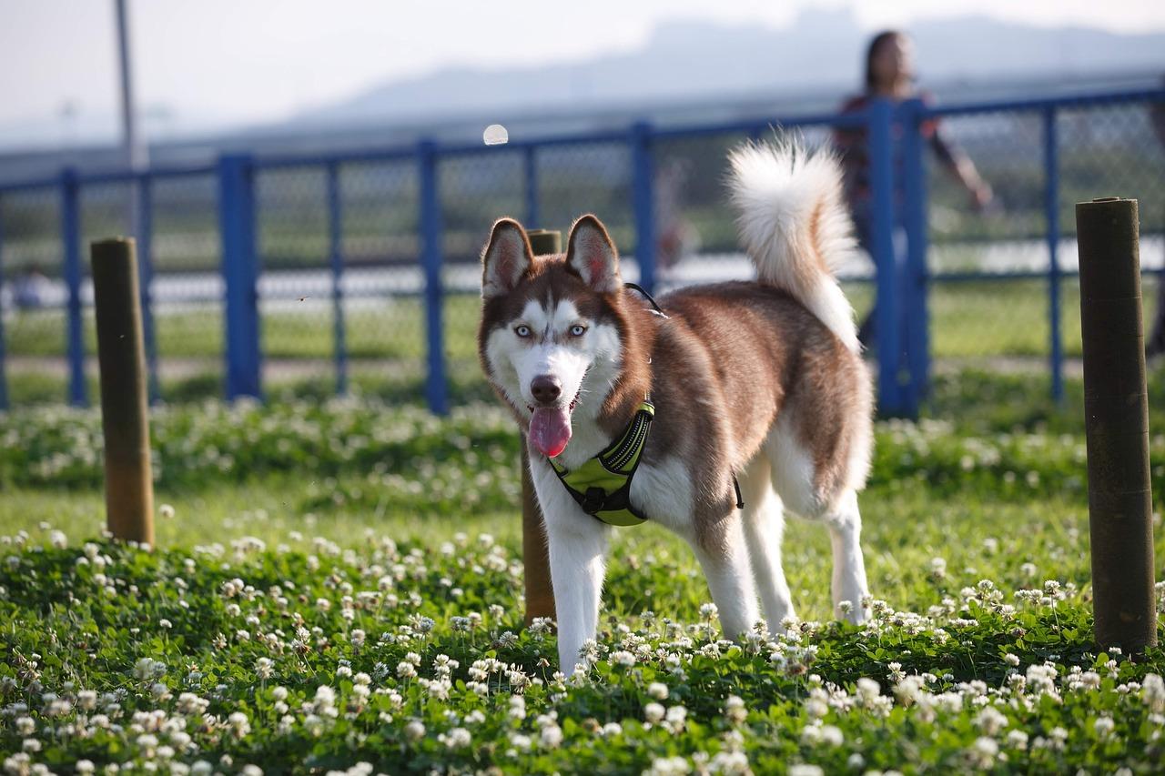 Como enfrentar o luto por animais de estimação